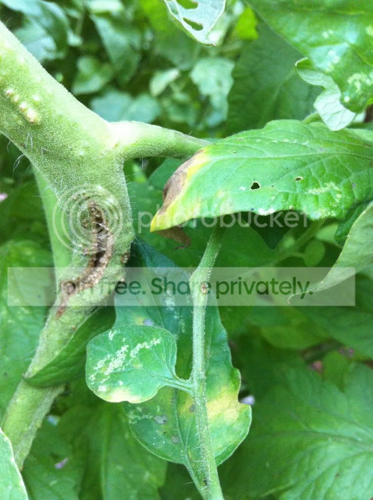 Shiny discoloration on tomatoes