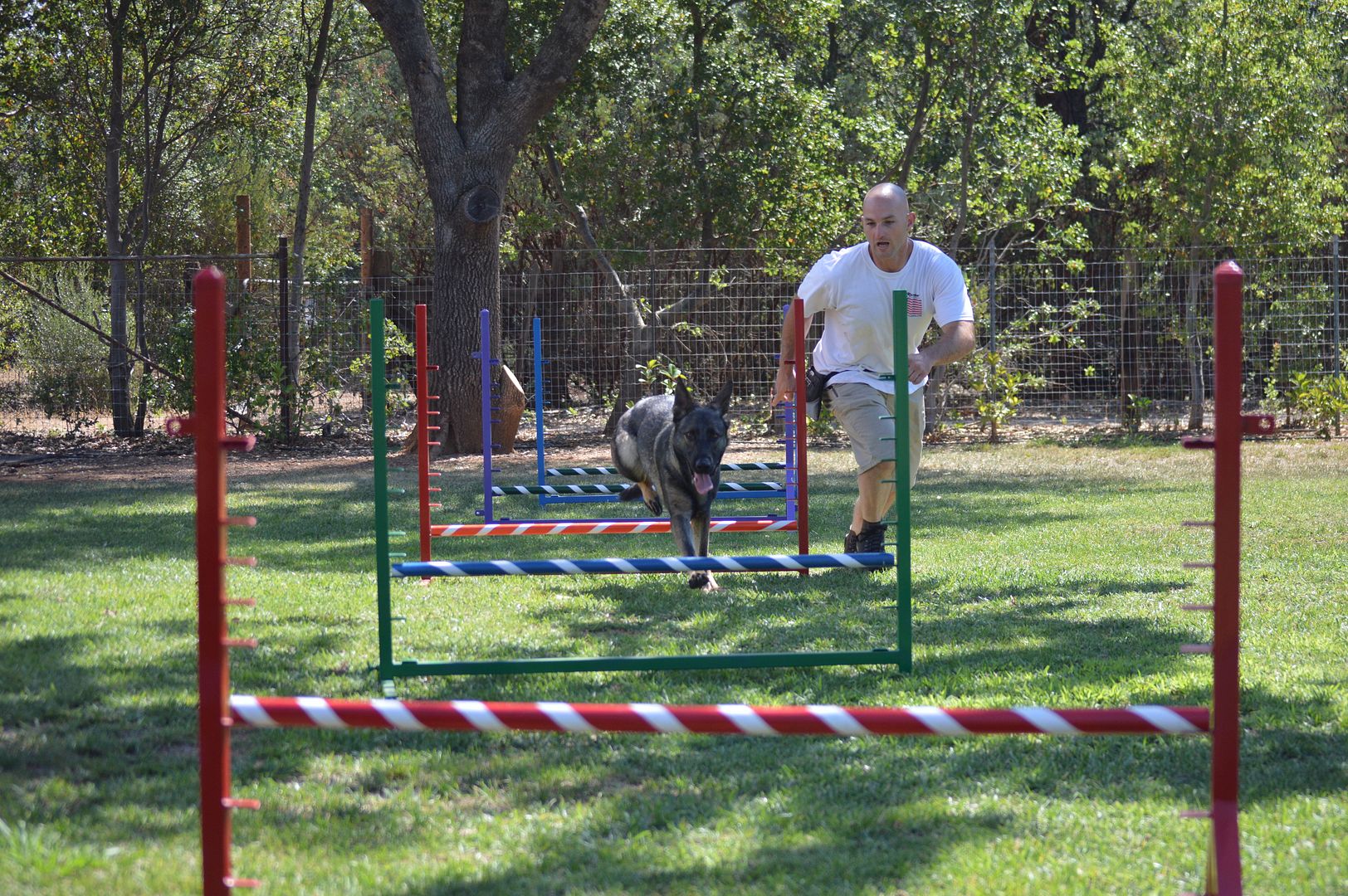 So we started agility. | German Shepherds Forum